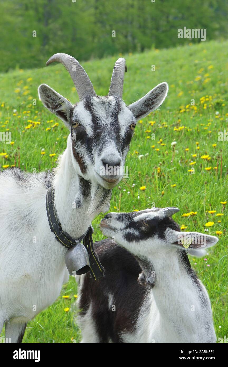 Peacock goat hi-res stock photography and images - Alamy