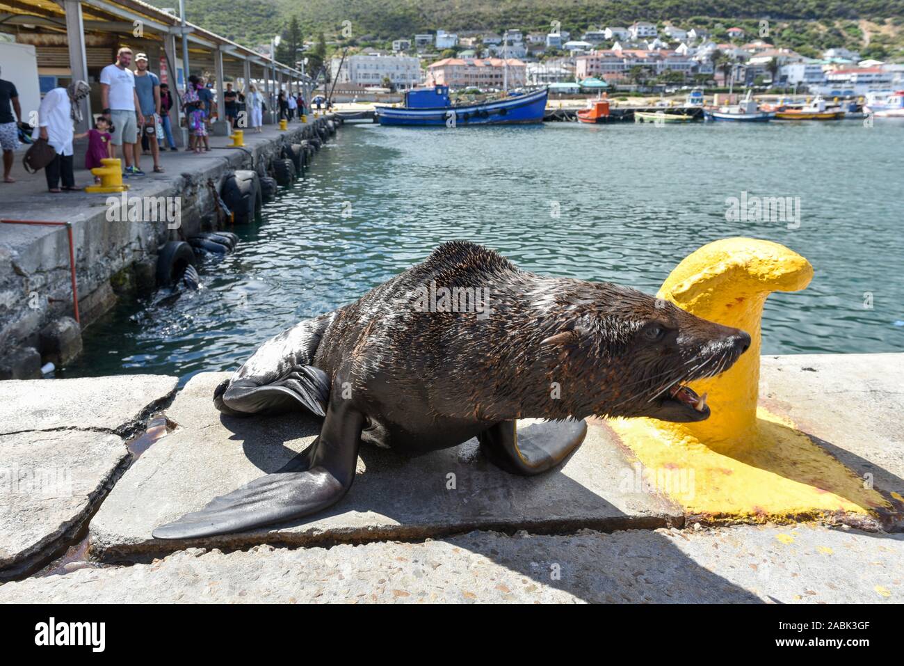 Seal Platform at Kalk Bay, Cape Town, South Africa, December 2019 Stock ...