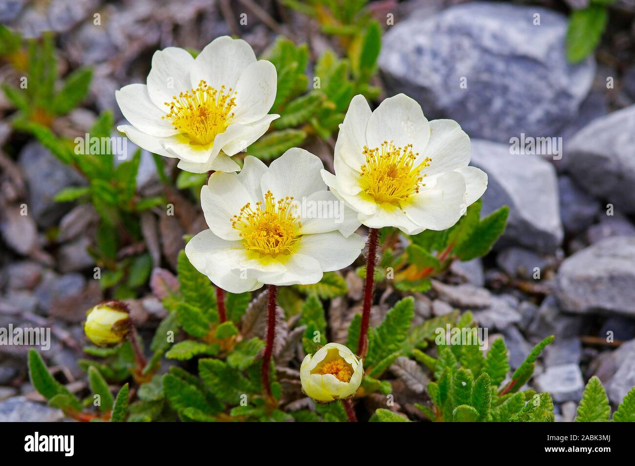 Mountain Avens (Dryas octopetala), flowering. Grisons, Switzerland ...