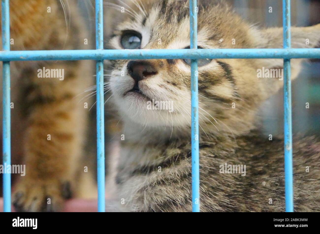 A cat in a cage Stock Photo - Alamy