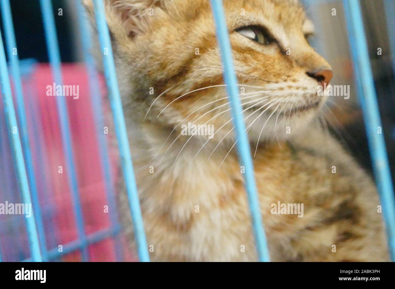 A cat in a cage Stock Photo - Alamy