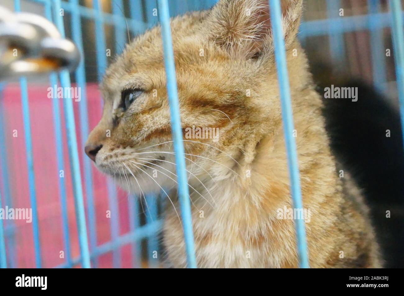 A cat in a cage Stock Photo - Alamy