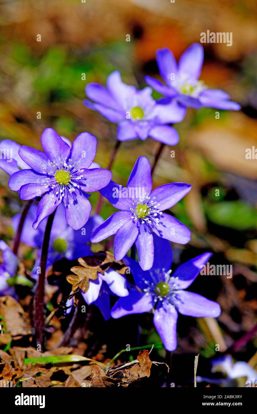 Liverwort (Hepatica nobilis), flowering plant. Switzerland Stock Photo ...