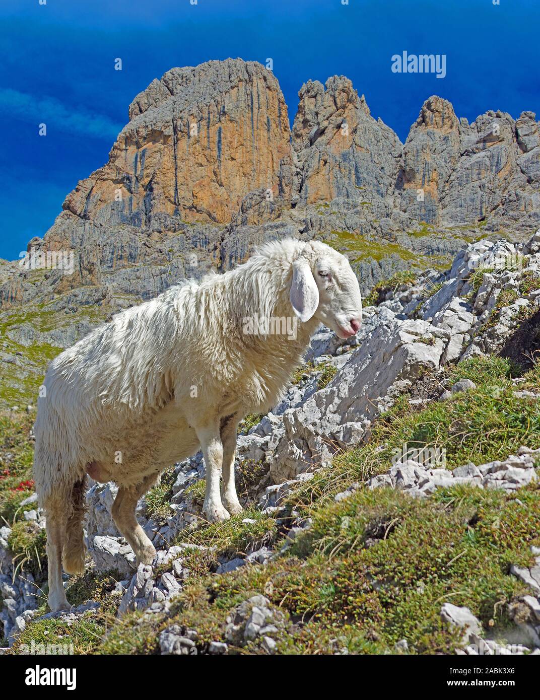 Domestic Sheep, Tiroler Bergschaf, in front of the Lienzer Dolomites ...