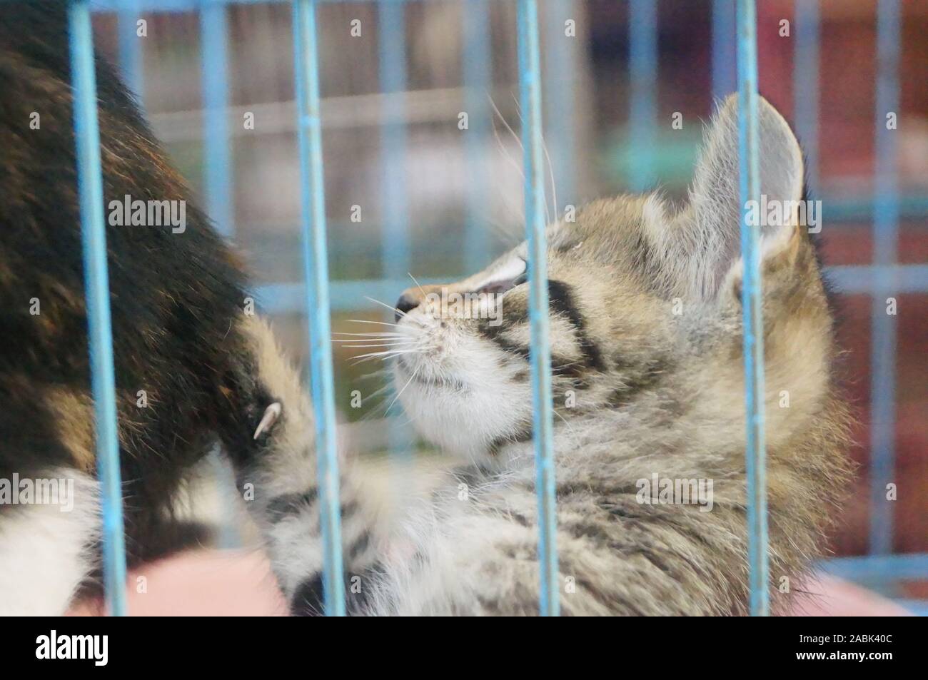 A cat in a cage Stock Photo - Alamy