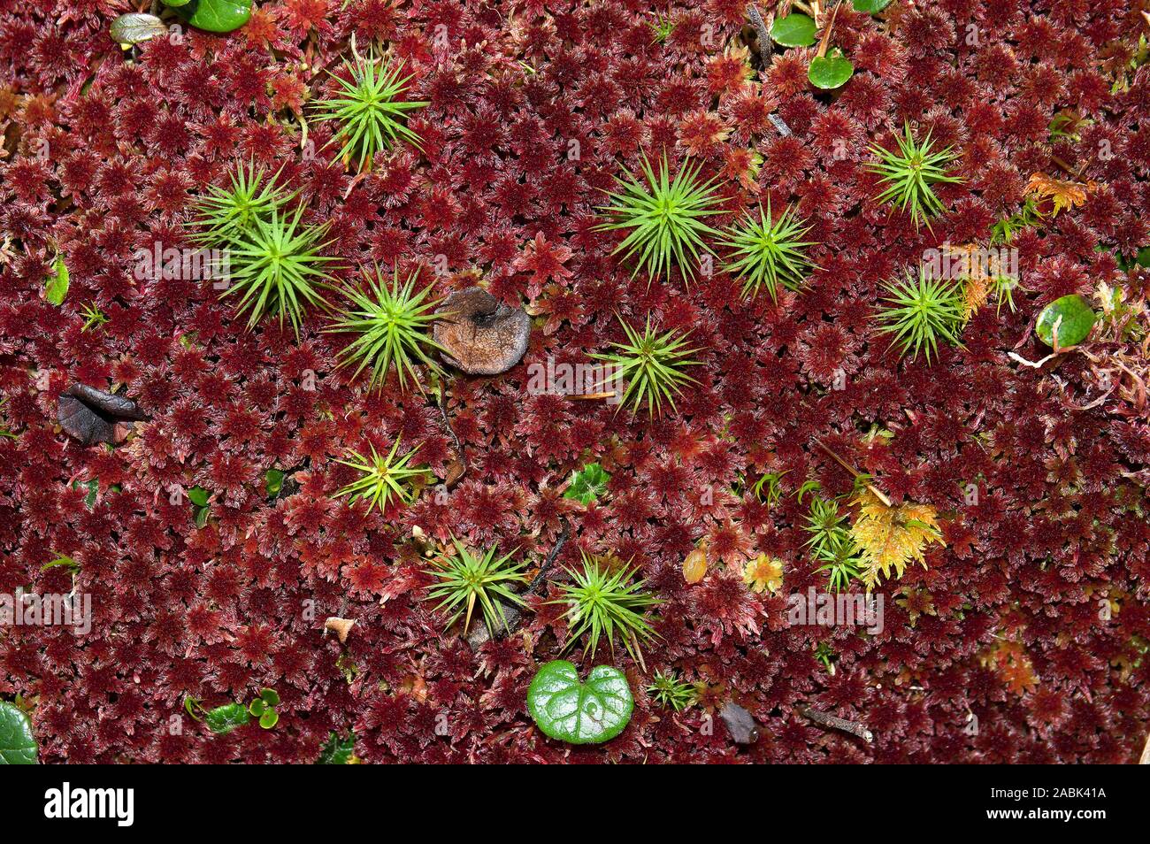 Red blunt-leaved bogmoss (Sphagnum palustre) and in between some other ...