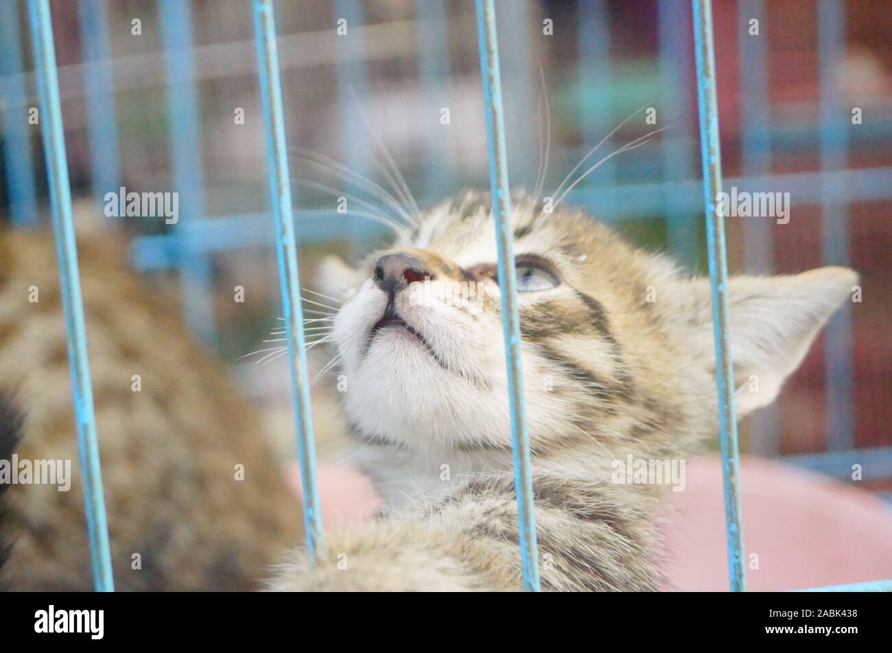 A cat in a cage Stock Photo - Alamy