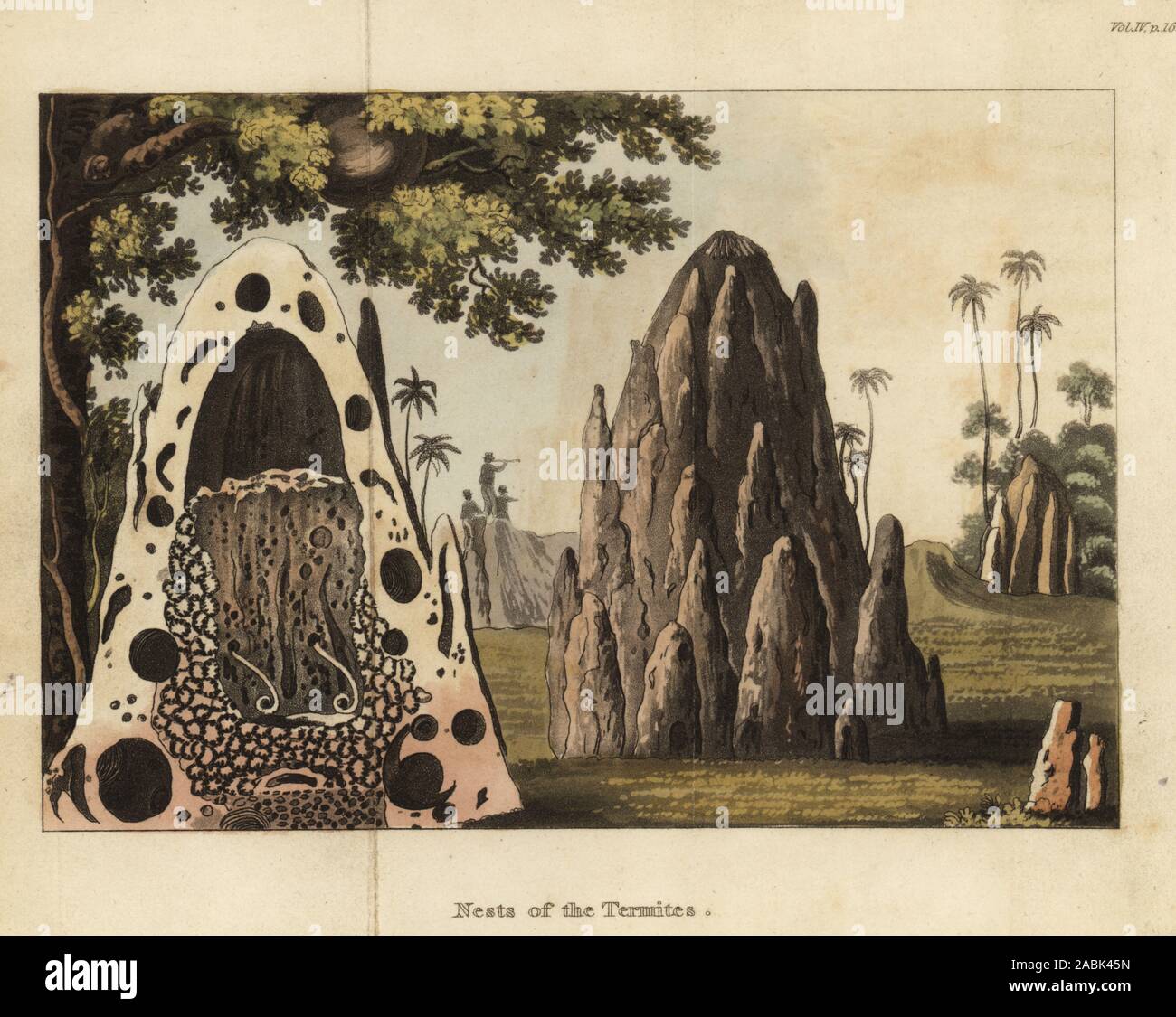 Macrotermes bellicosus hi-res stock photography and images - Alamy