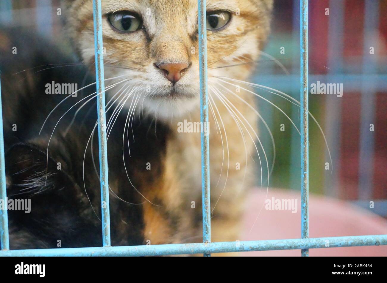 A cat in a cage Stock Photo - Alamy