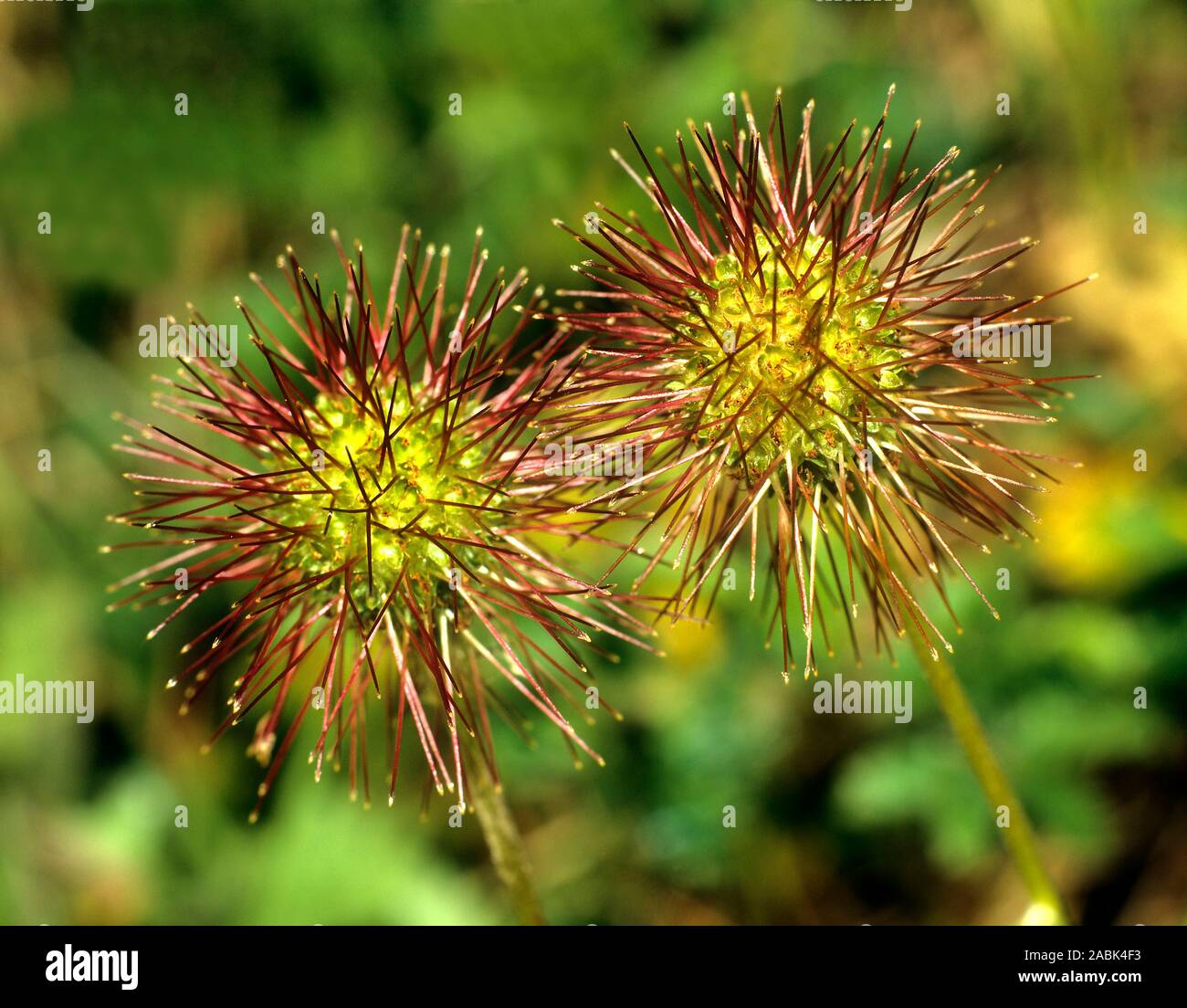 Around 1900 seeds of the piri-piri bur (Acaena navae zelandiae) arrived ...