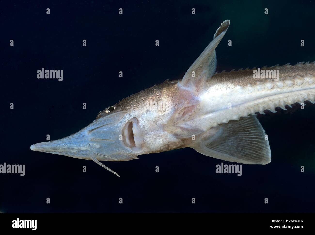 Sturgeon fish swimming hi-res stock photography and images - Alamy