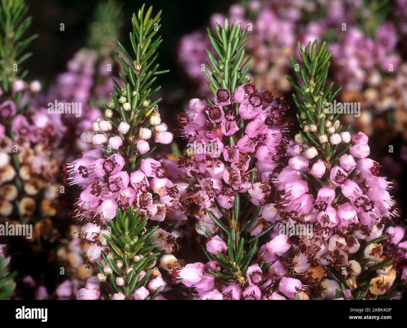 Cornish heath (erica vagans) hi-res stock photography and images - Alamy