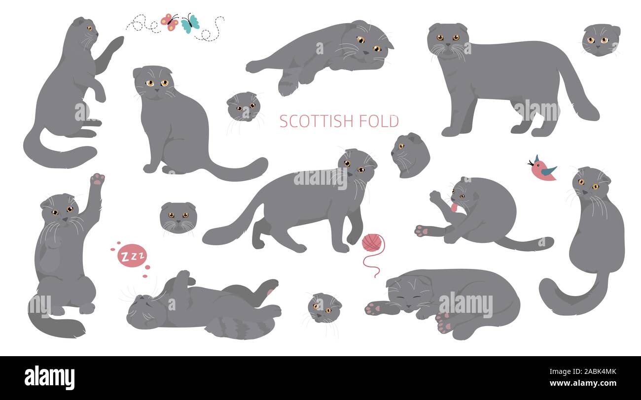 Scottish folds cat Stock Vector Images - Alamy