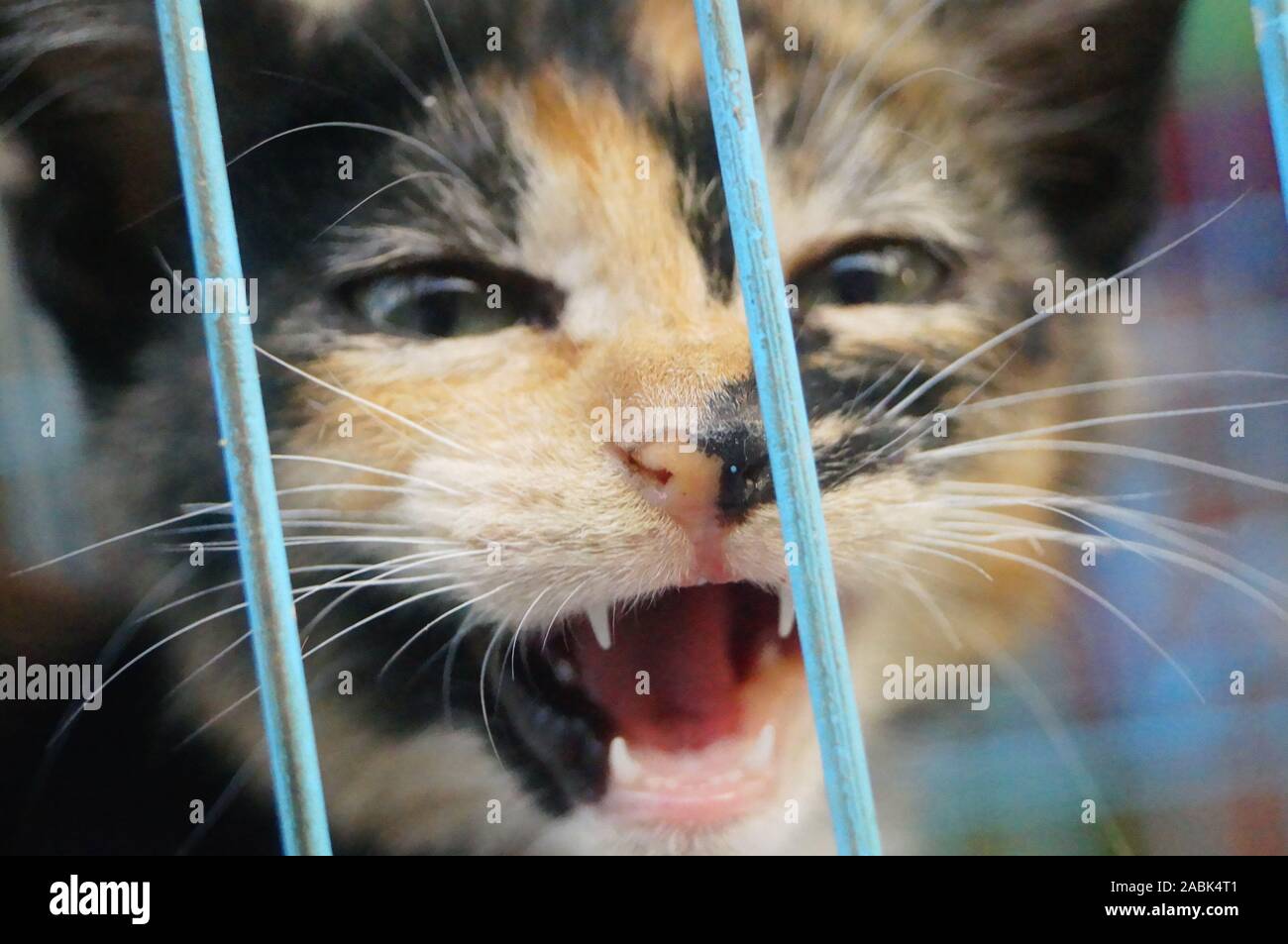 A kitten in a cage Stock Photo - Alamy