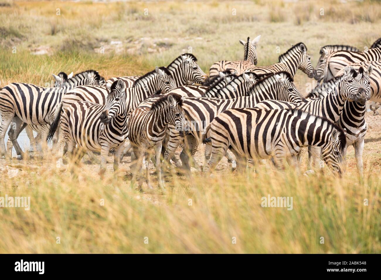 A herd of zebras standing close together in the grassland, Etosha ...