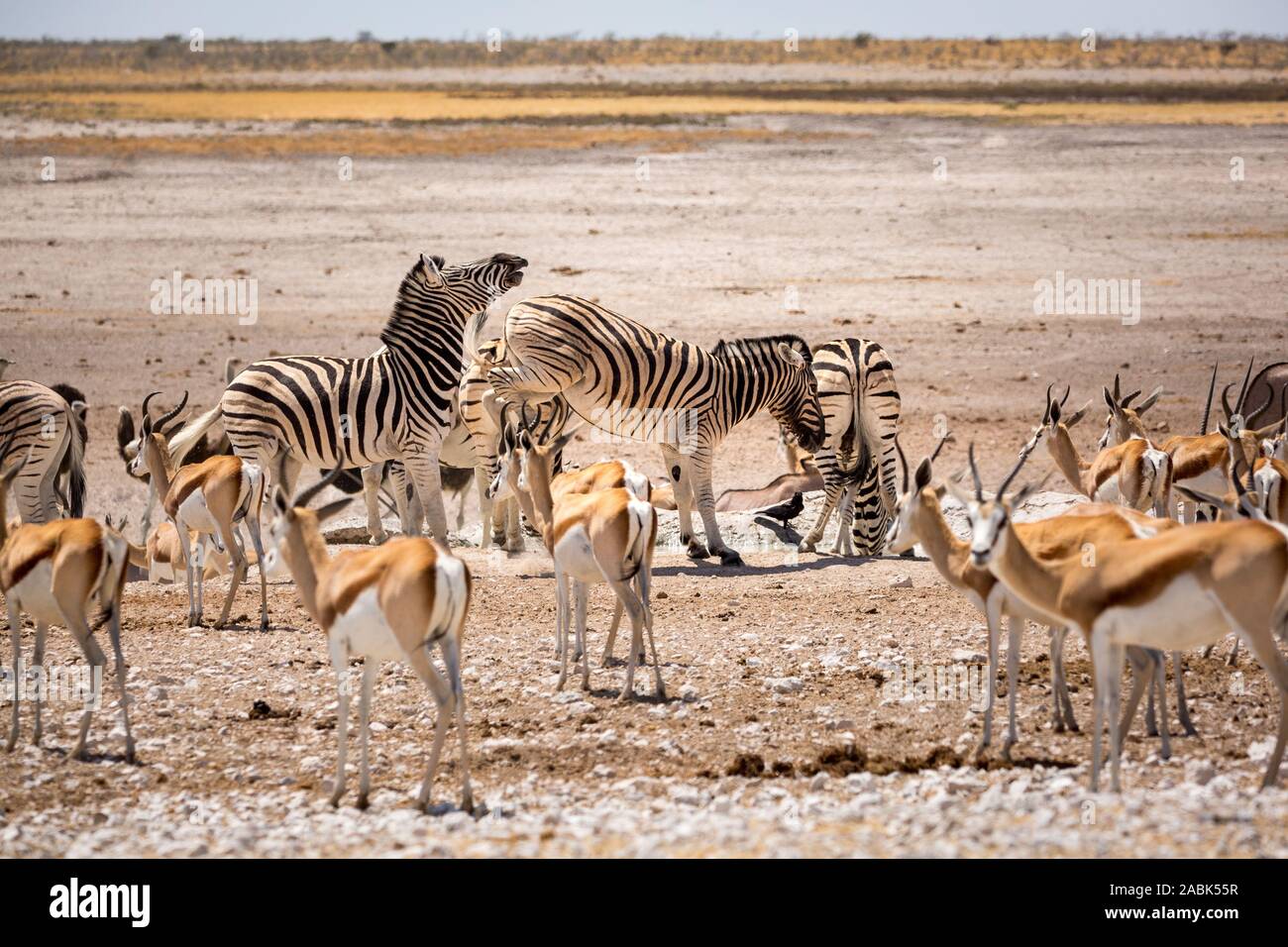 Zebra kicking hi-res stock photography and images - Alamy