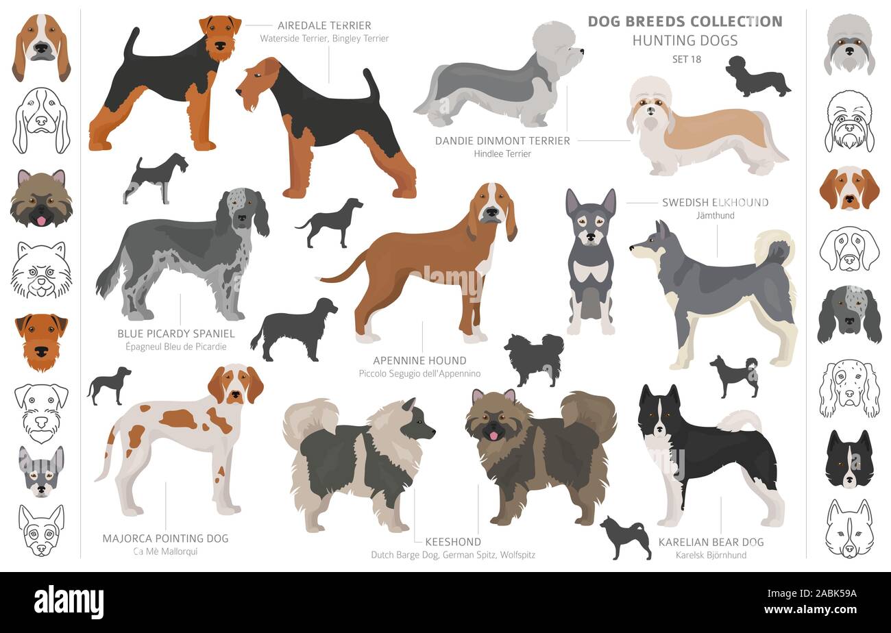 Are Segugio Dellappennino Aggressive