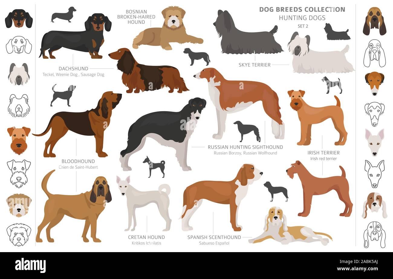 Is The Cretan Hound A Good Breed Of Dog