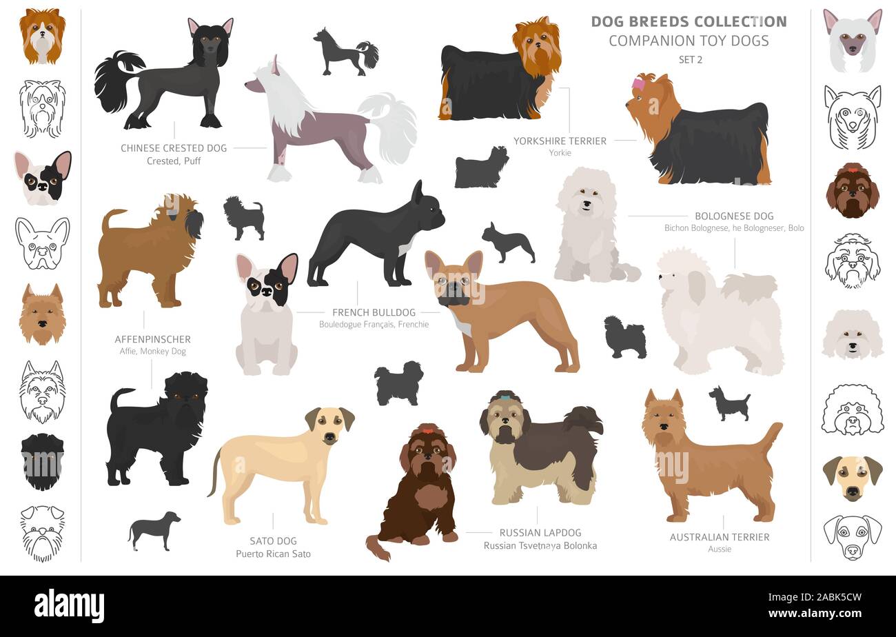Toy Dog Breeds Chart
