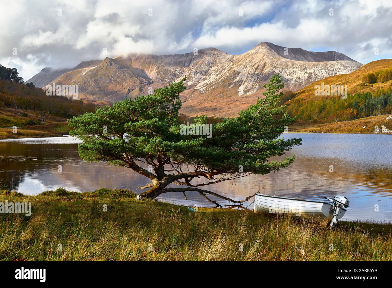 Scots pine hi-res stock photography and images - Alamy