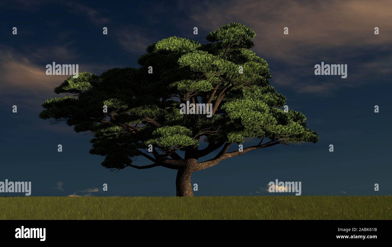 Tree At Night Background 3D Rendering Stock Photo - Alamy
