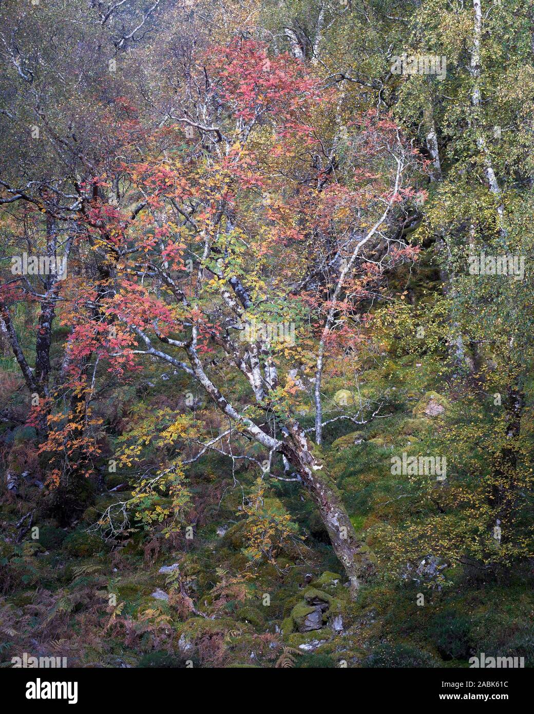 Scottish rowan tree hi-res stock photography and images - Alamy