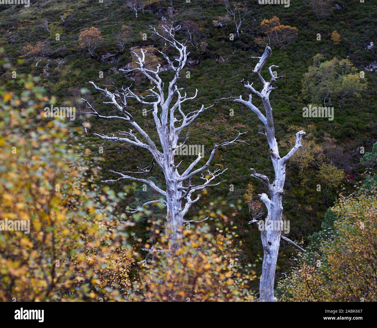 Highland pine trees hi-res stock photography and images - Alamy