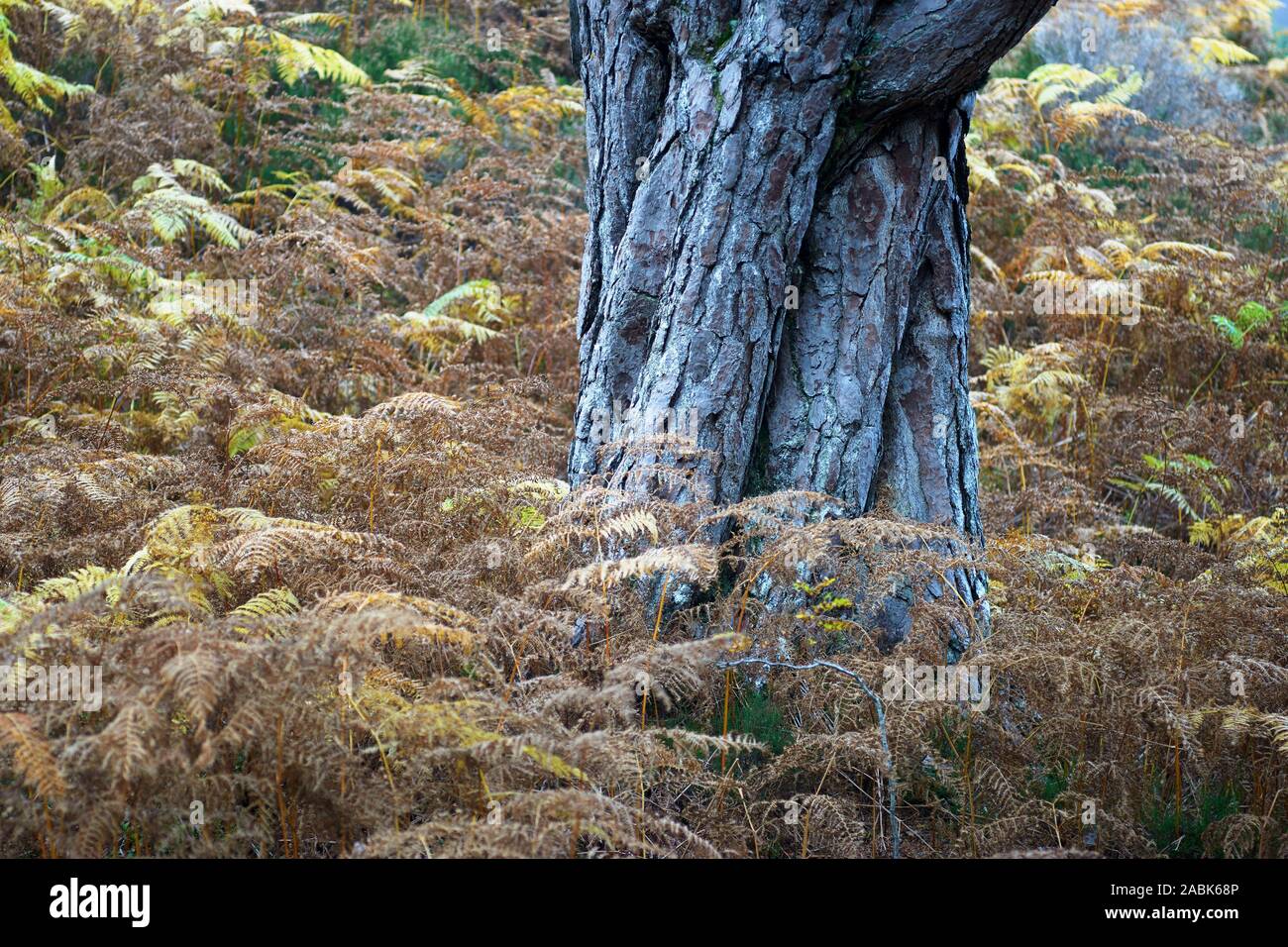 Caledonian pine tree in scottish hi-res stock photography and images ...