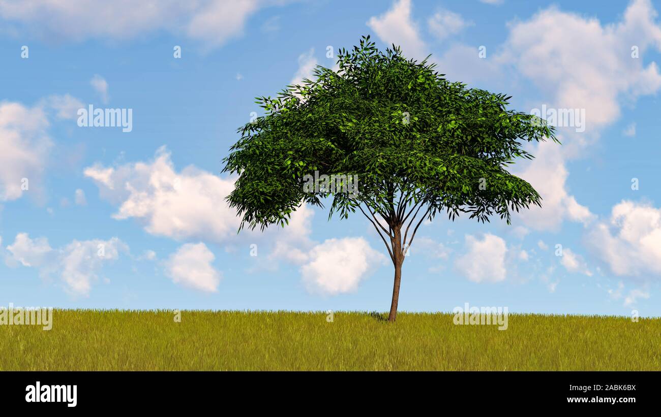 One Tree At Sky Background 3D Rendering Stock Photo - Alamy