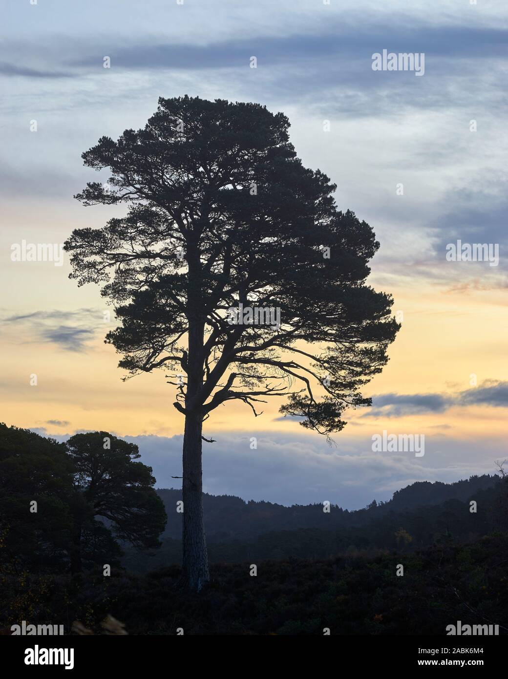 Scots pine trees scotland hi-res stock photography and images - Alamy