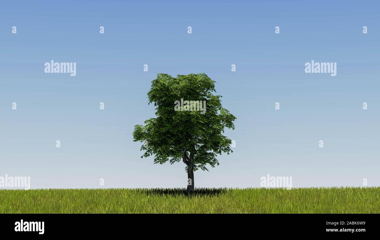 One Tree At Sky Background 3D Rendering Stock Photo - Alamy