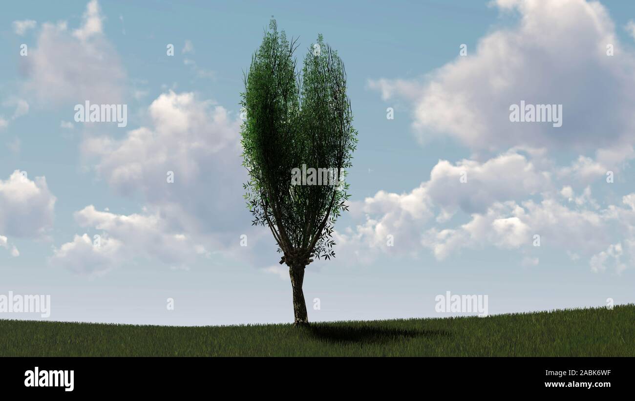 One Tree At Sky Background 3D Rendering Stock Photo - Alamy