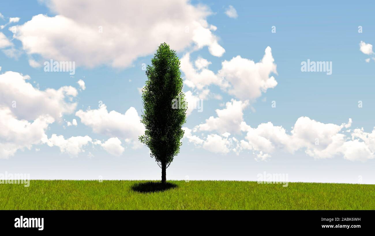 One Tree At Sky Background 3D Rendering Stock Photo - Alamy