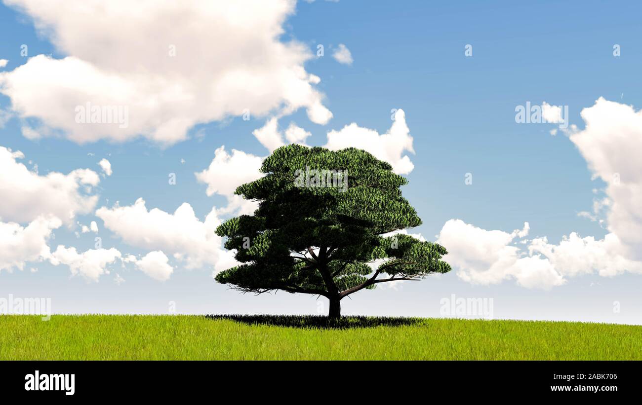 One Tree At Sky Background 3D Rendering Stock Photo - Alamy