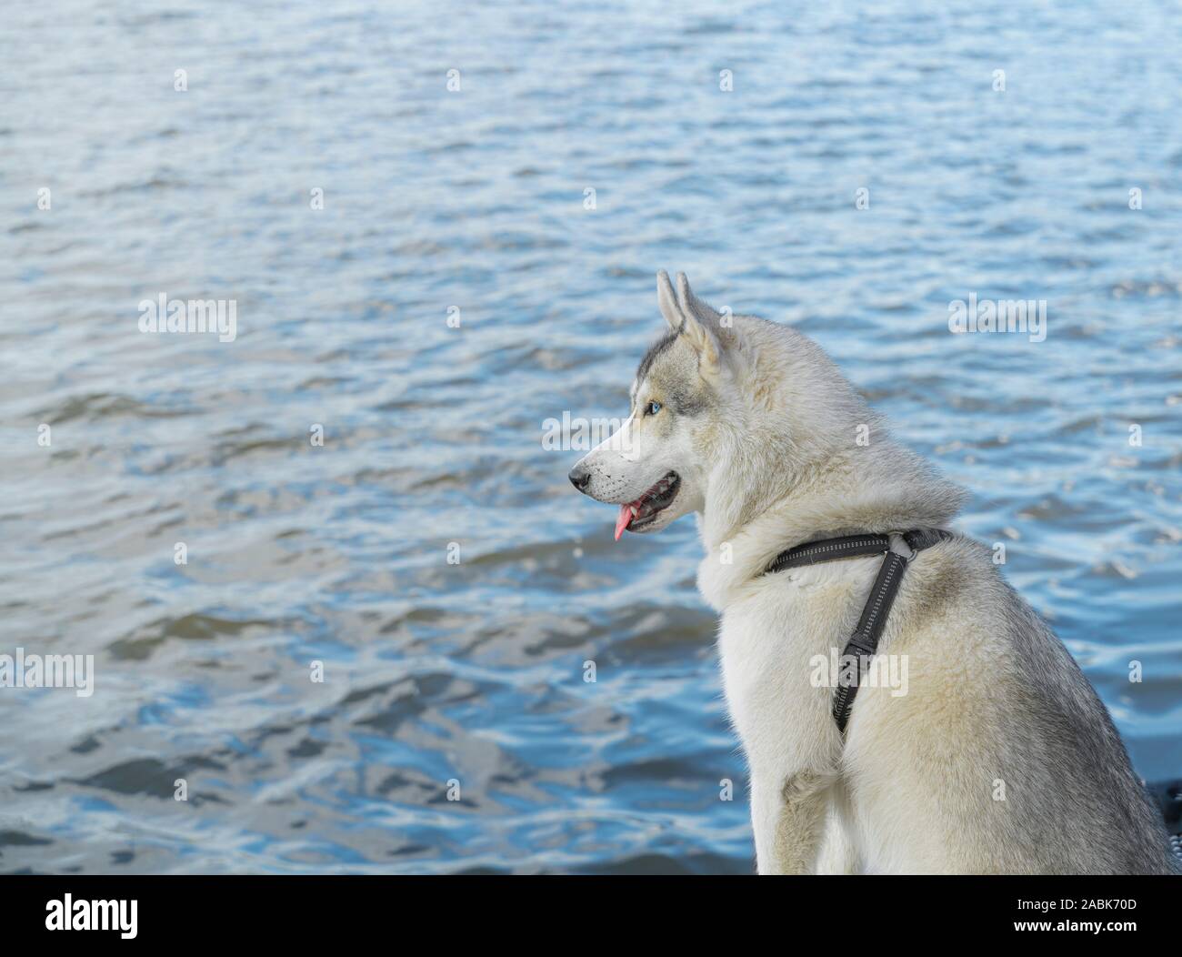 Side portrait of beautiful husky on water background. Dog has a ...