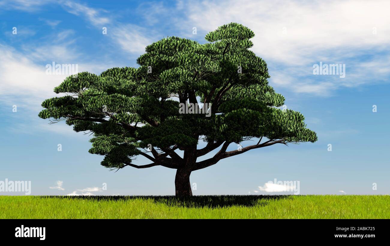 One Tree At Sky Background 3D Rendering Stock Photo - Alamy