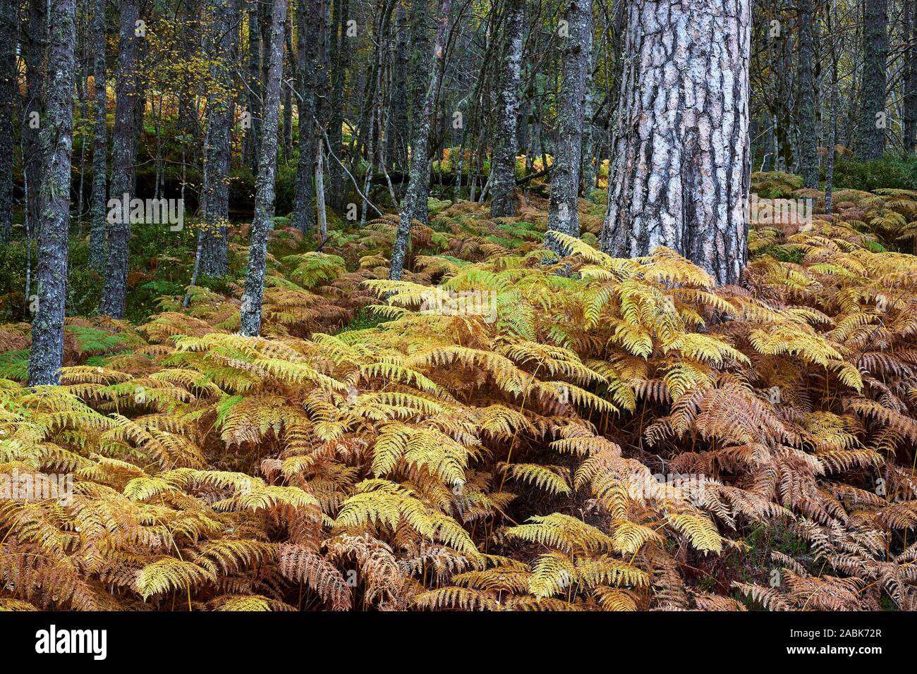 Scots pine hi-res stock photography and images - Alamy