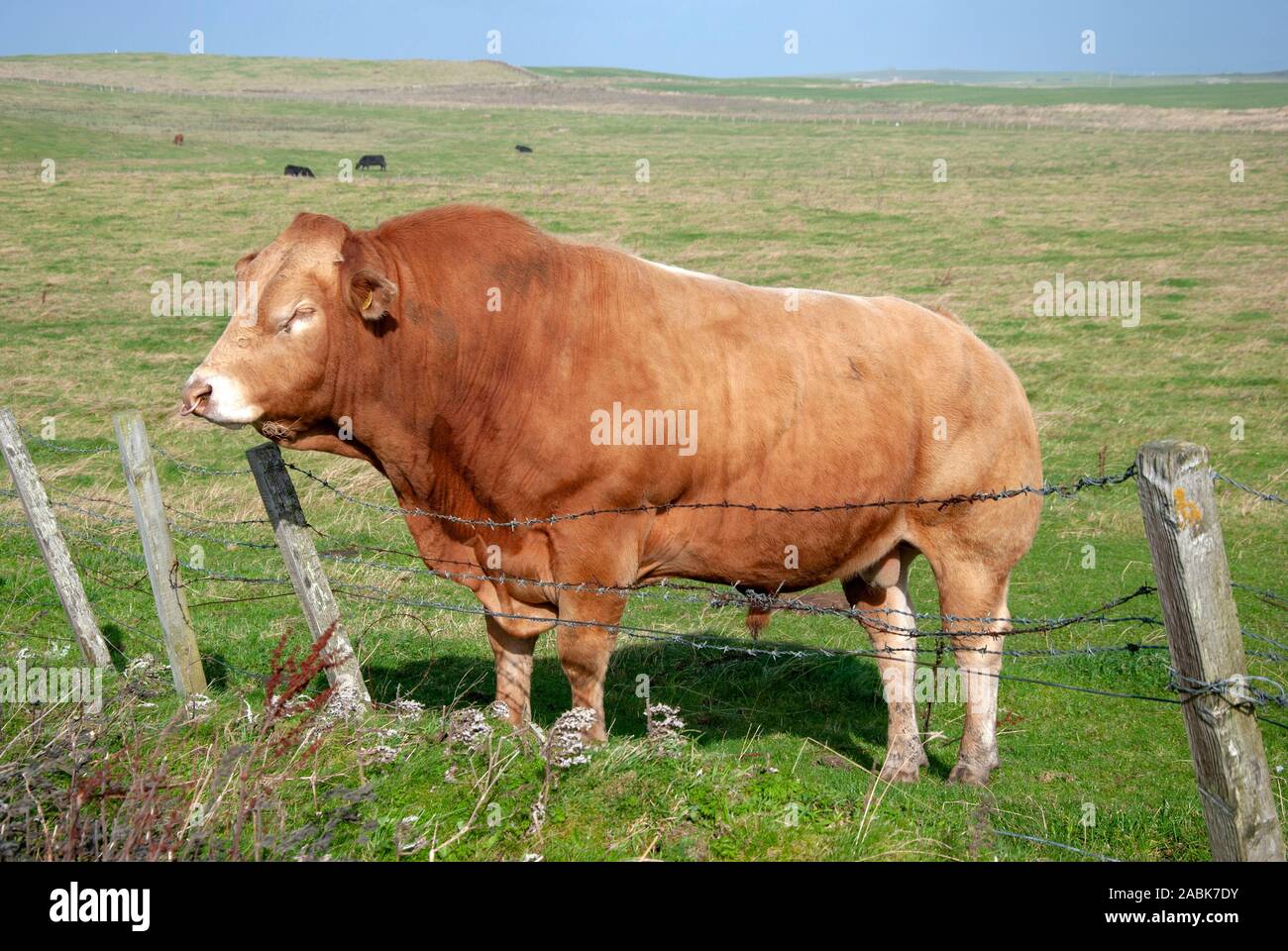 Red Angus Breed Bull Barbed Wire Fence Birsay Mainland The Orkney Isles ...
