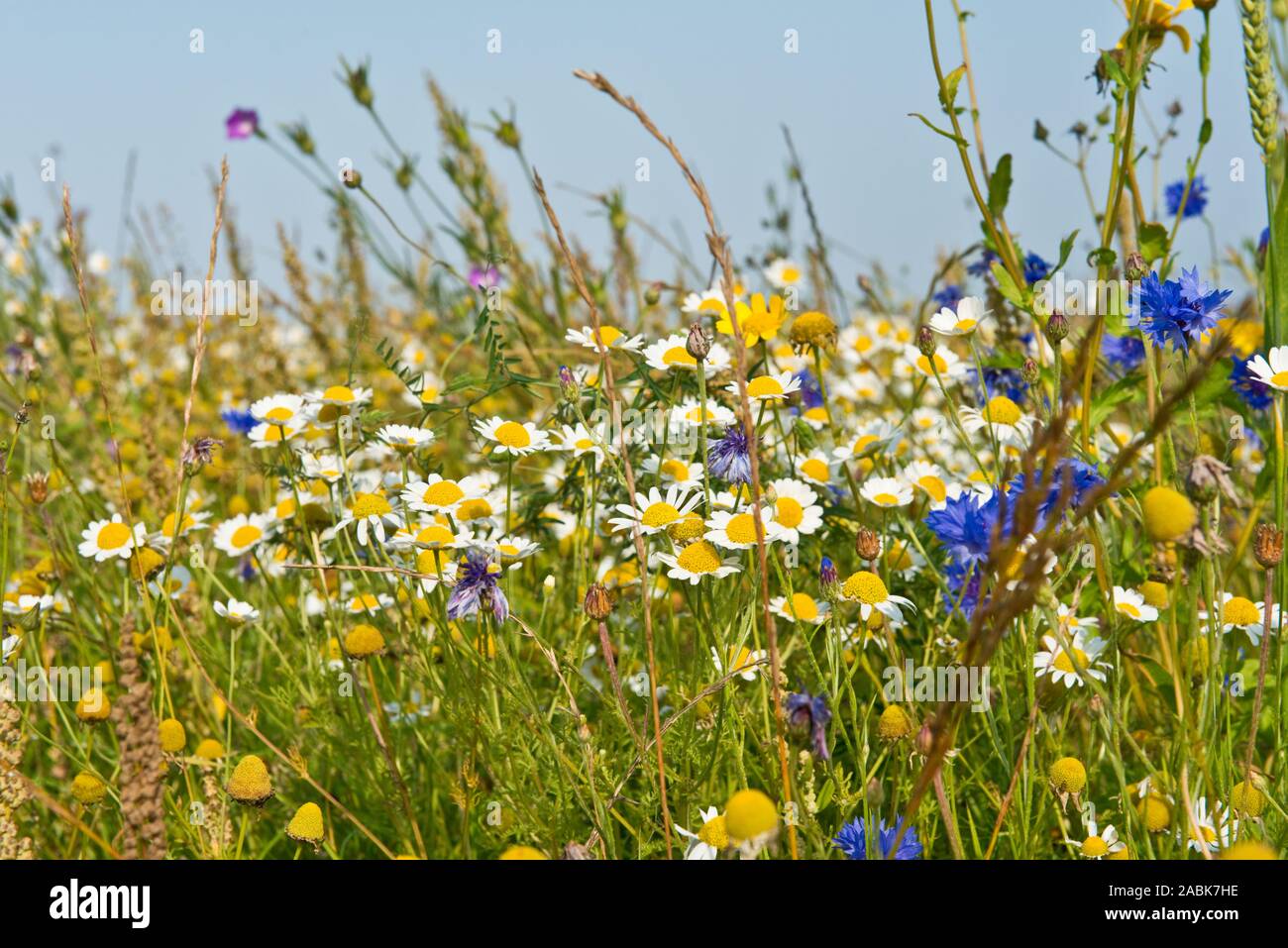 East lothian wildflowers hi-res stock photography and images - Alamy