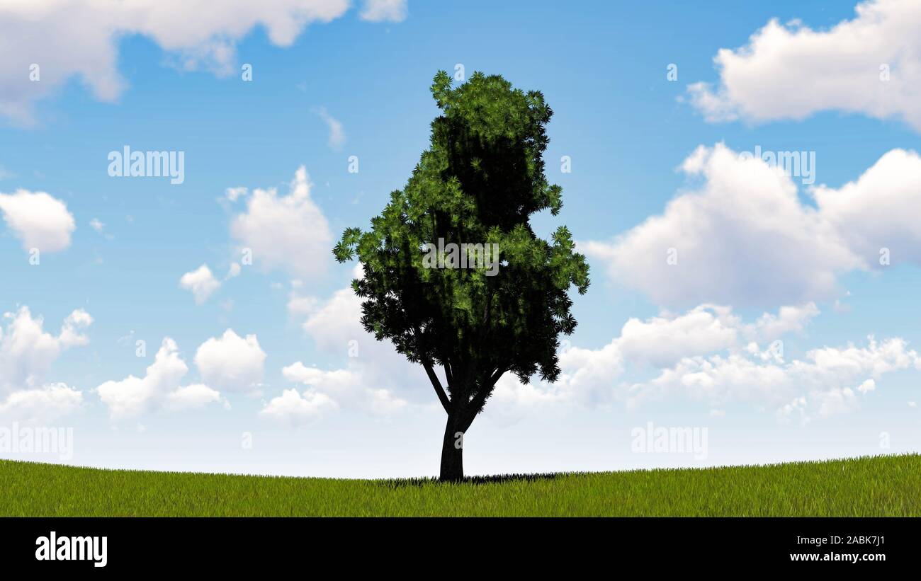 One Tree At Sky Background 3D Rendering Stock Photo - Alamy
