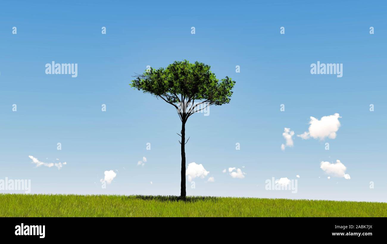 One Tree At Sky Background 3D Rendering Stock Photo - Alamy