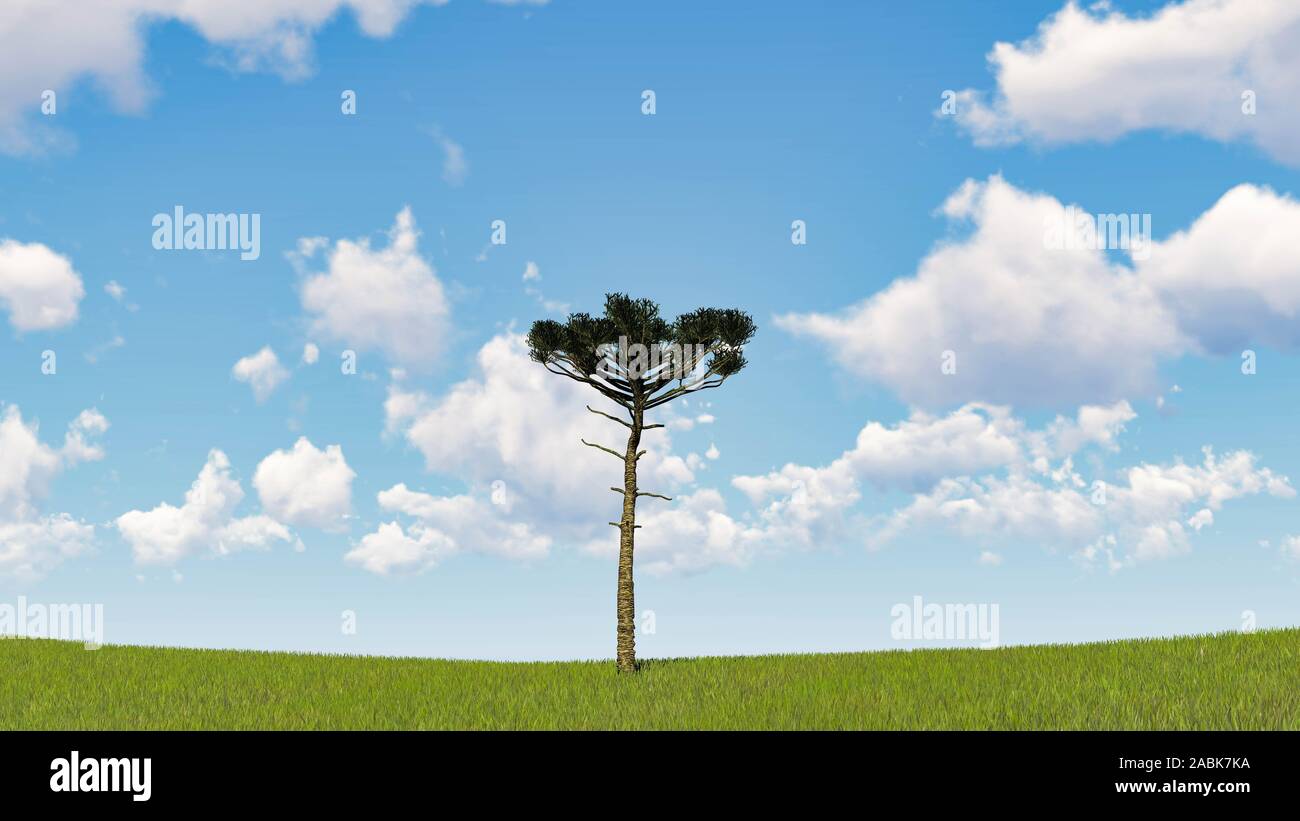 One Tree At Sky Background 3D Rendering Stock Photo - Alamy