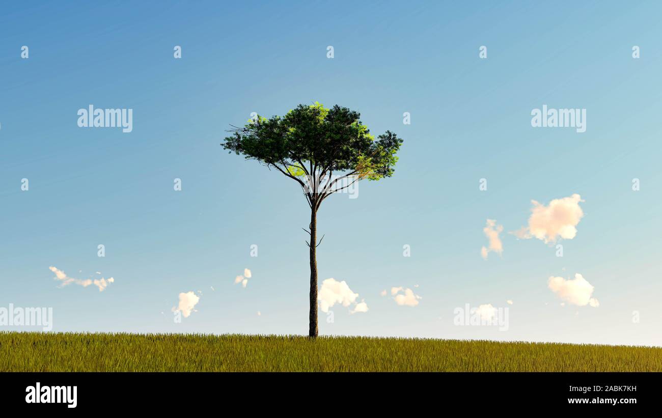 One Tree At Sky Background 3D Rendering Stock Photo - Alamy