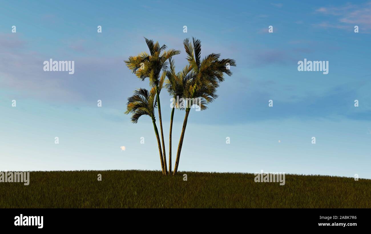One Palm on Sky Background 3D Rendering Stock Photo - Alamy