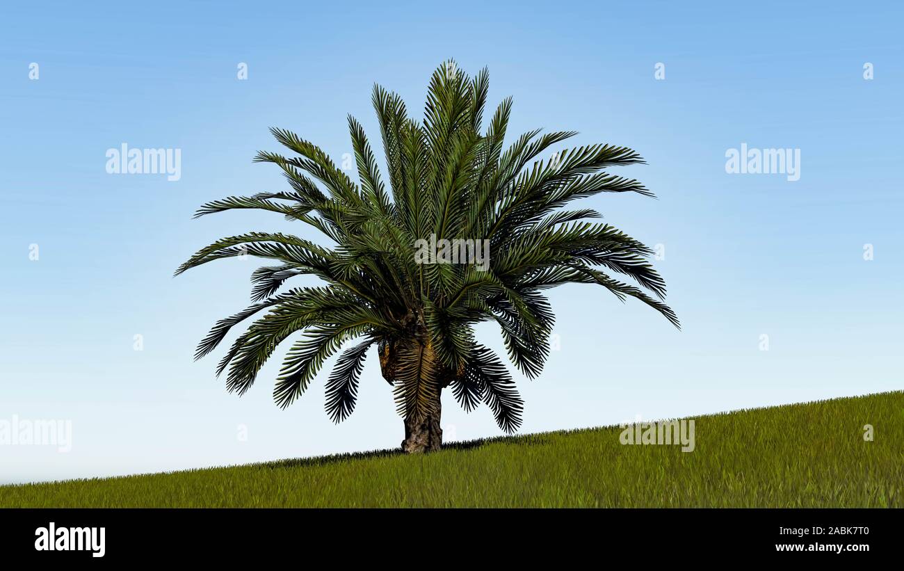 One Palm on Sky Background 3D Rendering Stock Photo - Alamy