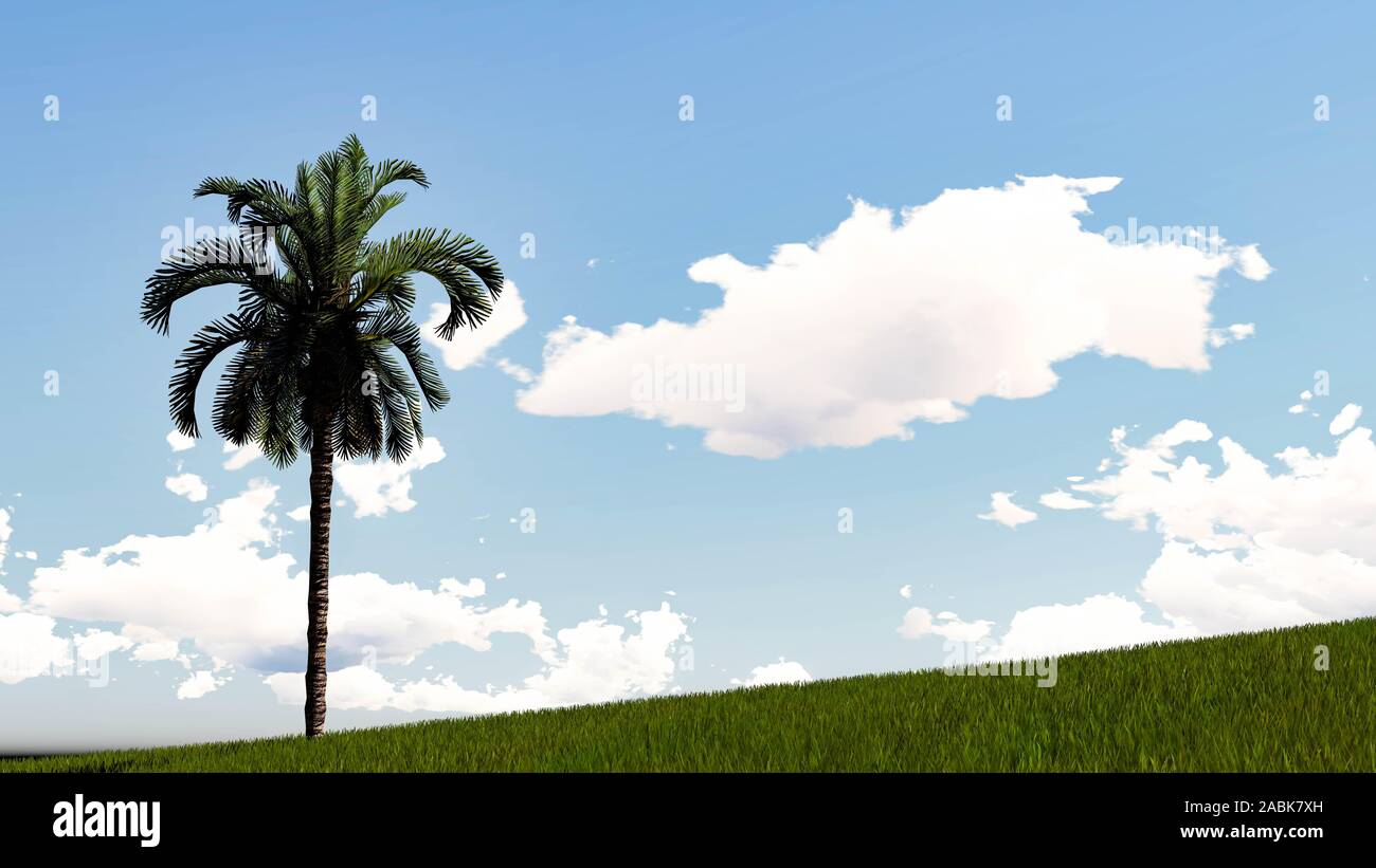 One Palm on Sky Background 3D Rendering Stock Photo - Alamy