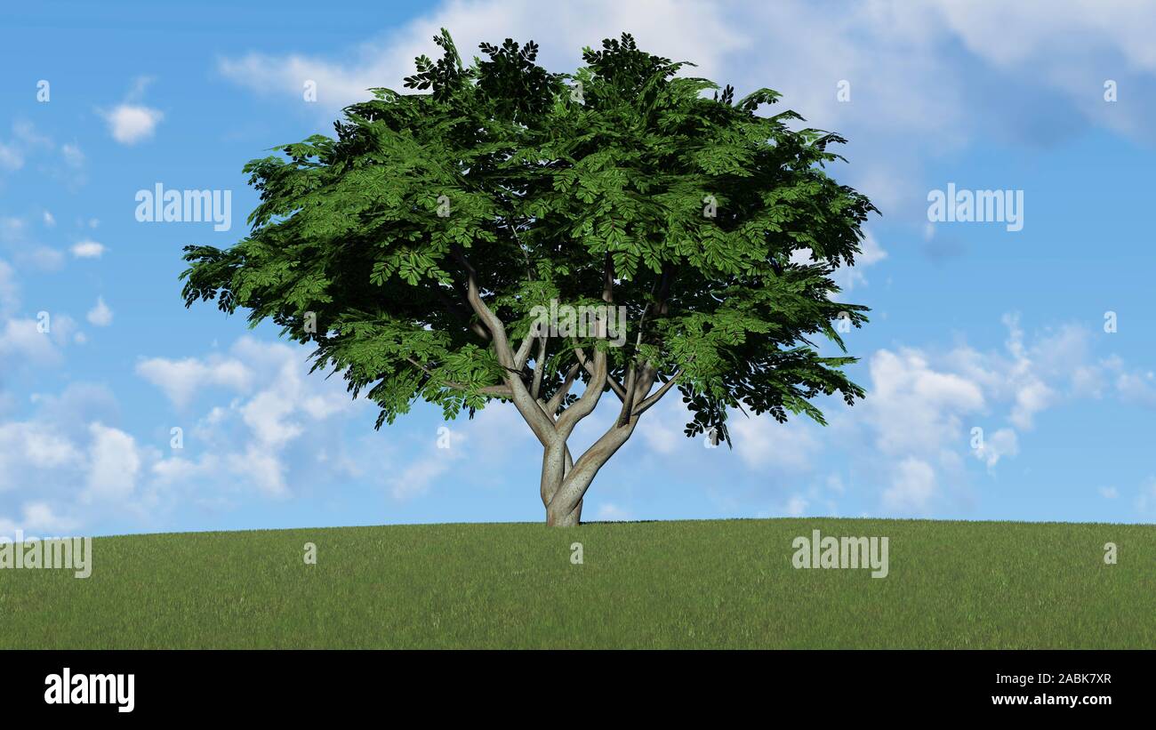 One Tree At Sky Background 3D Rendering Stock Photo - Alamy