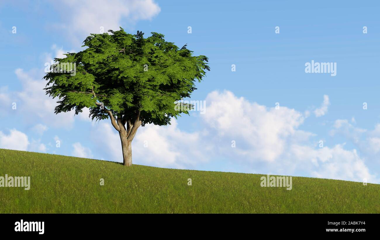 One Tree At Sky Background 3D Rendering Stock Photo - Alamy