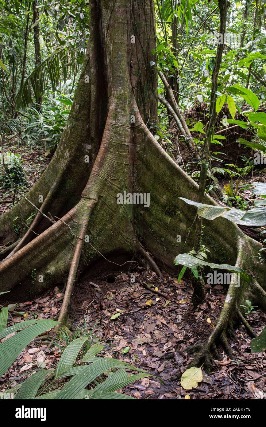 Rainforest buttress tree hi-res stock photography and images - Alamy
