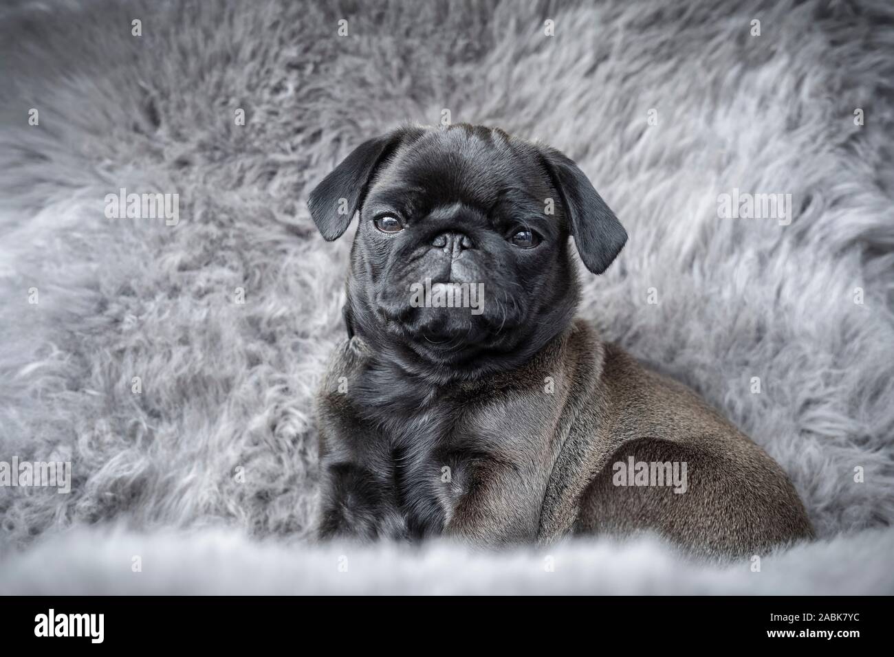 Pug. Three months old female dog with rare fur color silver gray ...